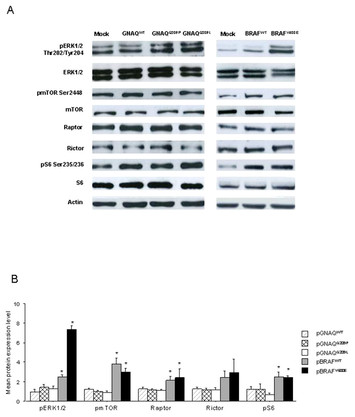 GNAQ and BRAF mutations show differential activation of the mTOR ...