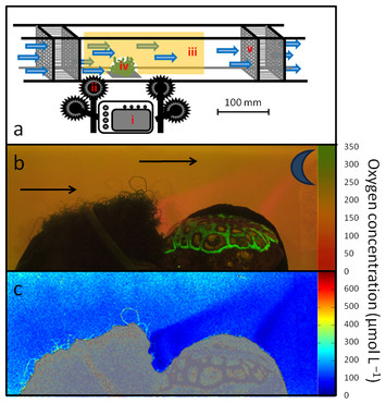Visualization of oxygen distribution patterns caused by coral and algae ...