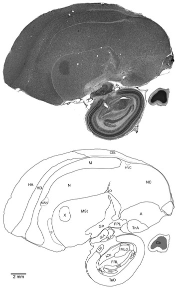 Perineuronal satellite neuroglia in the telencephalon of New Caledonian ...