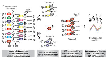 Genome-wide analysis of 3′-untranslated regions supports the existence ...