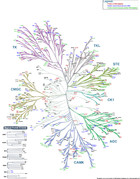 Kinome Render: a stand-alone and web-accessible tool to annotate the ...