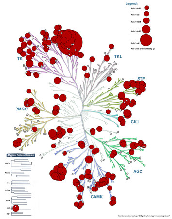 Kinome Render: a stand-alone and web-accessible tool to annotate the ...