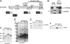 The emerin-binding transcription factor Lmo7 is regulated by ...