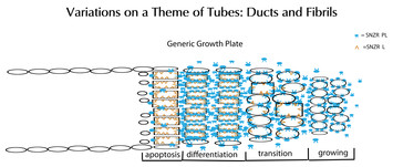 Cells determine cell density using a small protein bound to a unique ...