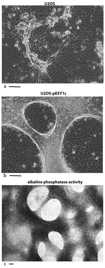 Cells determine cell density using a small protein bound to a unique ...