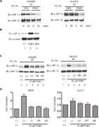 Differential roles of prostaglandin E-type receptors in activation of ...