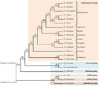 Whole genome phylogeny for 21 Drosophila species using predicted 2b-RAD ...
