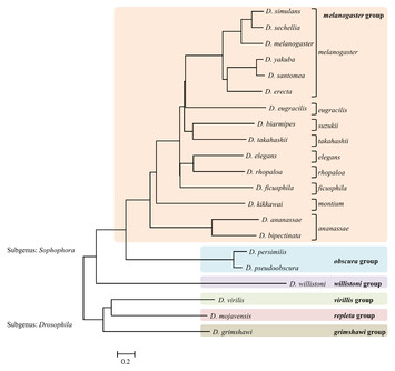 Whole genome phylogeny for 21 Drosophila species using predicted 2b-RAD ...