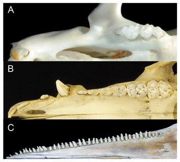 Development and evolution of the unique cetacean dentition [PeerJ]