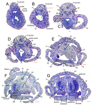 Organ homologies in orchid flowers re-interpreted using the Musk Orchid ...