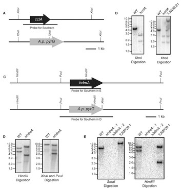 Loss of CclA, required for histone 3 lysine 4 methylation, decreases ...