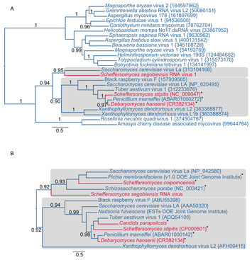 Virus-host co-evolution under a modified nuclear genetic code [PeerJ]