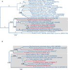 Virus-host co-evolution under a modified nuclear genetic code [PeerJ]