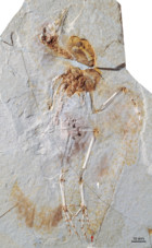 A new specimen of the Early Cretaceous bird Hongshanornis longicresta ...