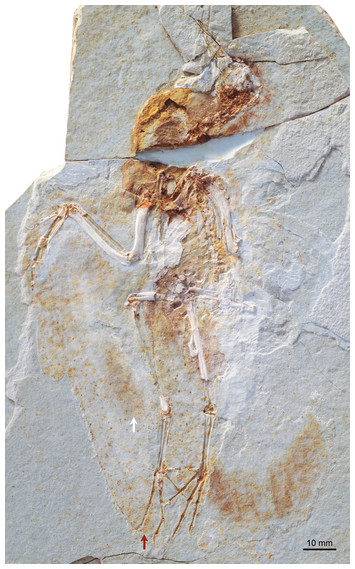 A new specimen of the Early Cretaceous bird Hongshanornis longicresta ...
