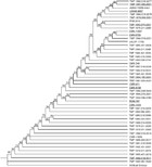 Craniofacial ontogeny in Centrosaurus apertus [PeerJ]