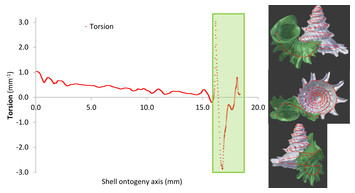 Association between shell morphology of micro-land snails (genus ...