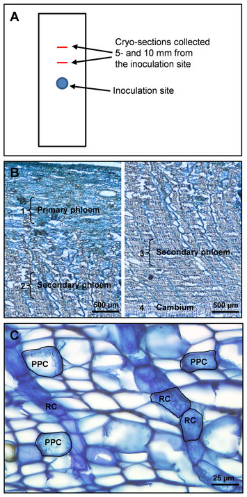 Using laser micro-dissection and qRT-PCR to analyze cell type-specific ...