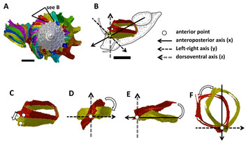 On growth and form of irregular coiled-shell of a terrestrial snail ...