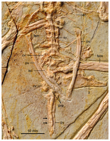 New information on the anatomy of the Chinese Early Cretaceous ...