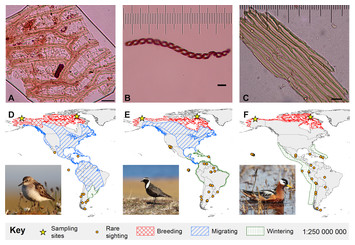 First evidence of bryophyte diaspores in the plumage of transequatorial ...