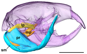 Digital dissection of the masticatory muscles of the naked mole-rat ...