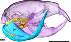 Digital dissection of the masticatory muscles of the naked mole-rat ...