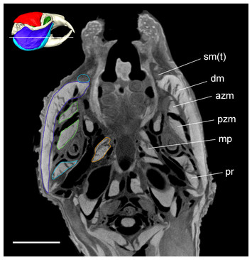 Digital dissection of the masticatory muscles of the naked mole-rat ...