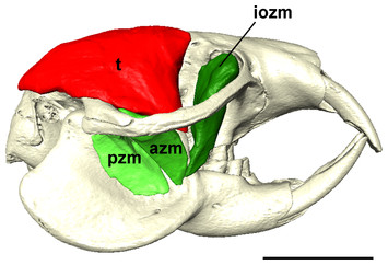 Digital dissection of the masticatory muscles of the naked mole-rat ...