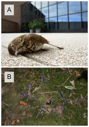Bird-window collisions in the summer breeding season [PeerJ]