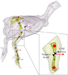 Anatomical and biomechanical traits of broiler chickens across ontogeny ...