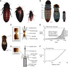 Mechanical properties of the cuticles of three cockroach species that ...