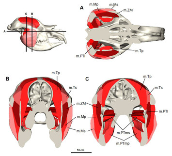 Three dimensional digital reconstruction of the jaw adductor ...