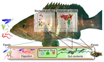 Noninvasive analysis of metabolic changes following nutrient input into ...