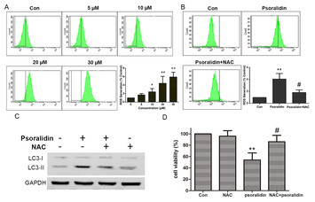 Psoralidin induces autophagy through ROS generation which inhibits the ...