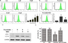 Psoralidin induces autophagy through ROS generation which inhibits the ...