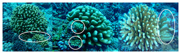 Species and size diversity in protective services offered by coral ...
