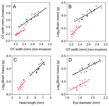 A simple non-invasive method for measuring gross brain size in small ...