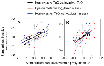 A simple non-invasive method for measuring gross brain size in small ...