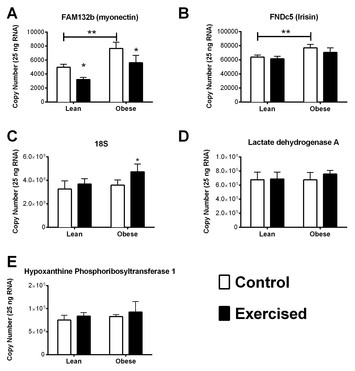 Effect of obesity and exercise on the expression of the novel myokines ...