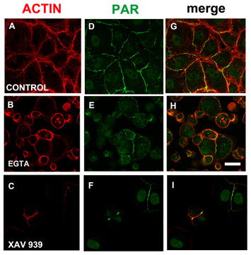 VERO cells harbor a poly-ADP-ribose belt partnering their epithelial ...