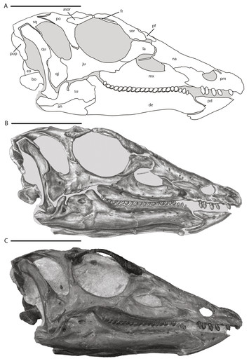 The cranial anatomy of the neornithischian dinosaur Thescelosaurus ...
