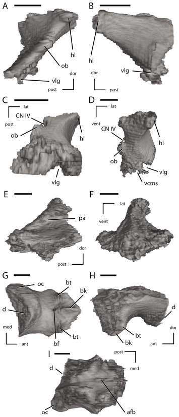 The cranial anatomy of the neornithischian dinosaur Thescelosaurus ...