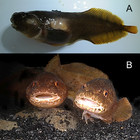 Franz Josef Land: extreme northern outpost for Arctic fishes [PeerJ]