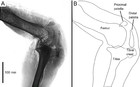 Three-dimensional anatomy of the ostrich (Struthio camelus) knee joint ...