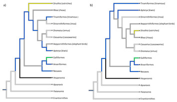 Structure, ontogeny and evolution of the patellar tendon in emus ...