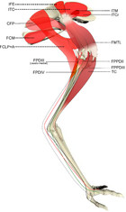 Ontogenetic scaling patterns and functional anatomy of the pelvic limb ...