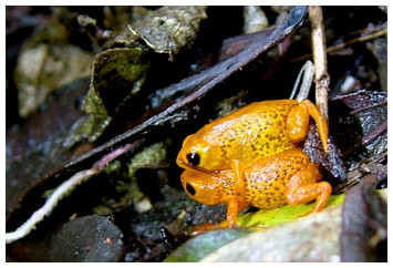 Seven new microendemic species of Brachycephalus (Anura ...