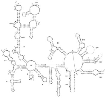 Recent mobility of plastid encoded group II introns and twintrons in ...