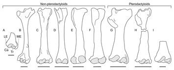 Were early pterosaurs inept terrestrial locomotors? [PeerJ]